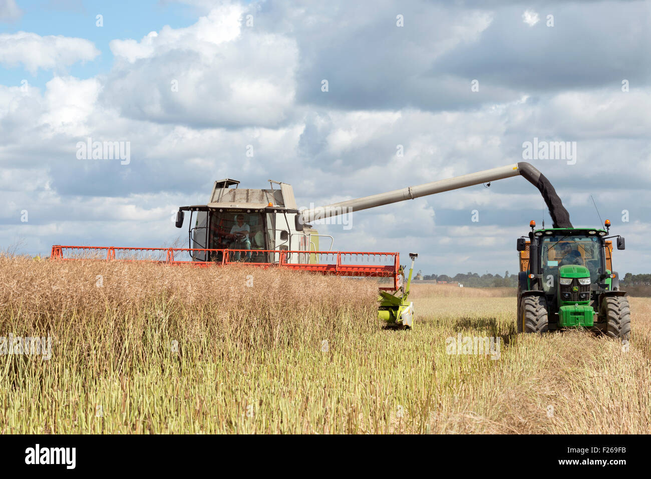 Oil-seed rape harvested for bio-fuel, Bawdsey, Suffolk, UK Stock Photo ...