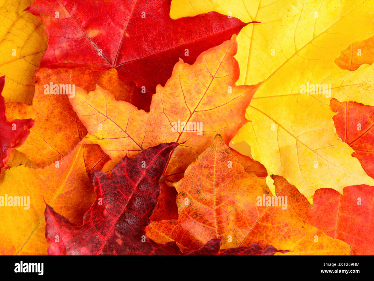 White autumn fall hi-res stock photography and images - Alamy