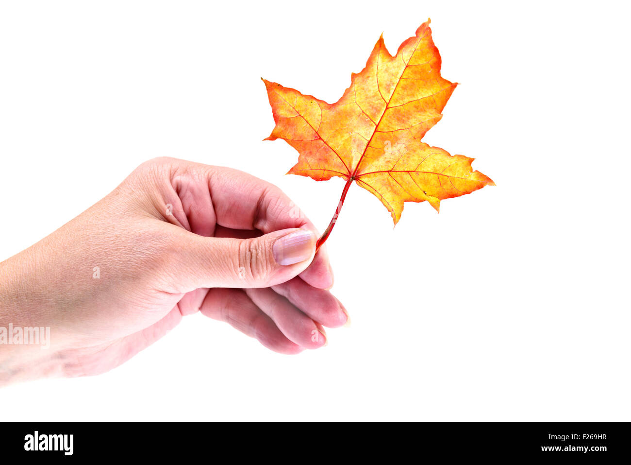 Hand holding maple leaf hi-res stock photography and images - Alamy