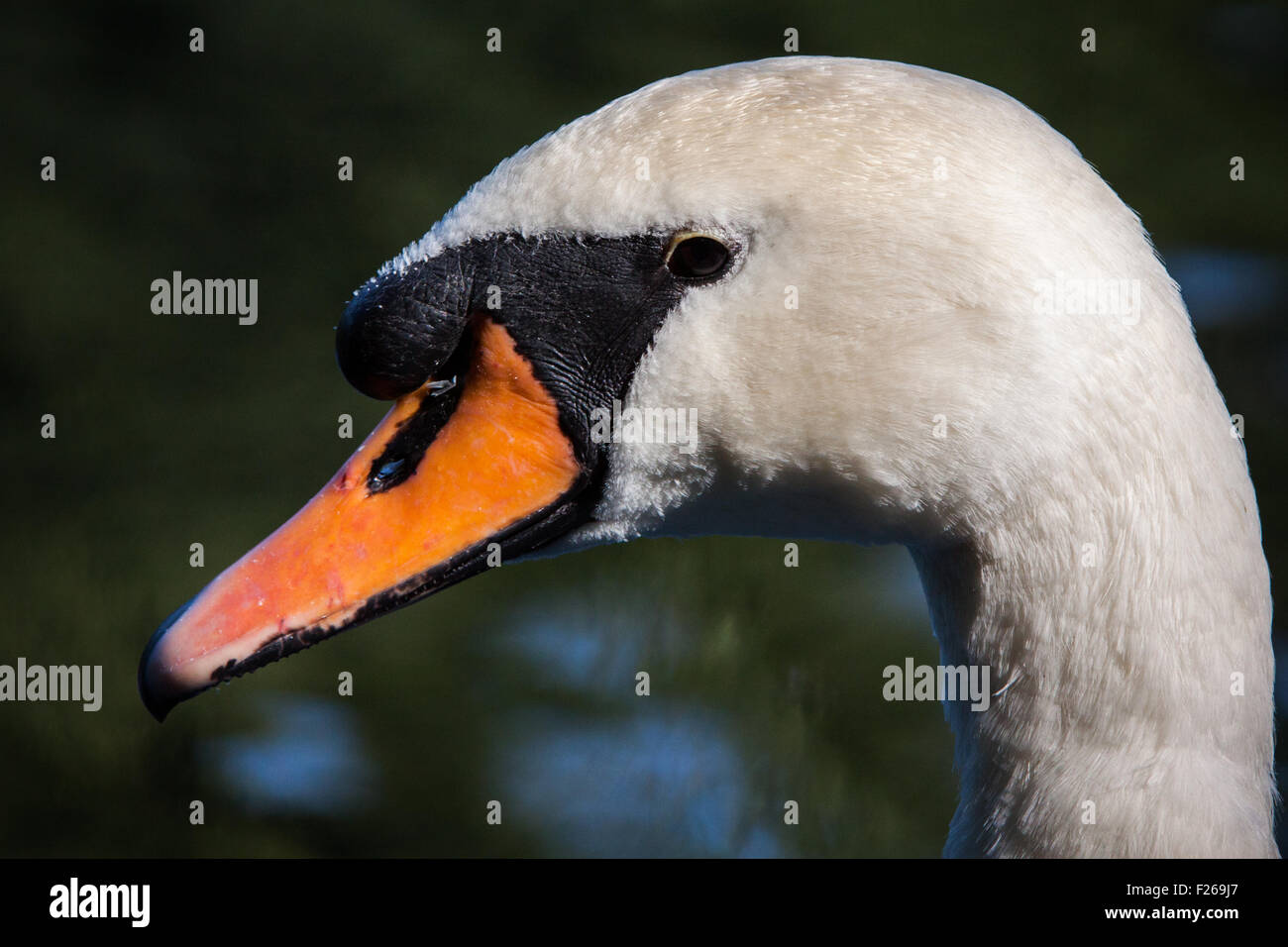 Swan eyes hi-res stock photography and images - Alamy