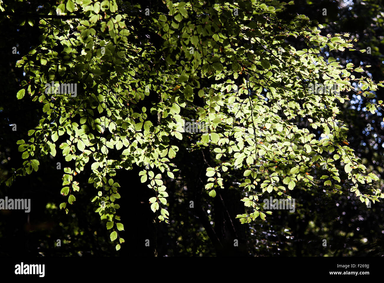 Leaves in sunlight Stock Photo - Alamy