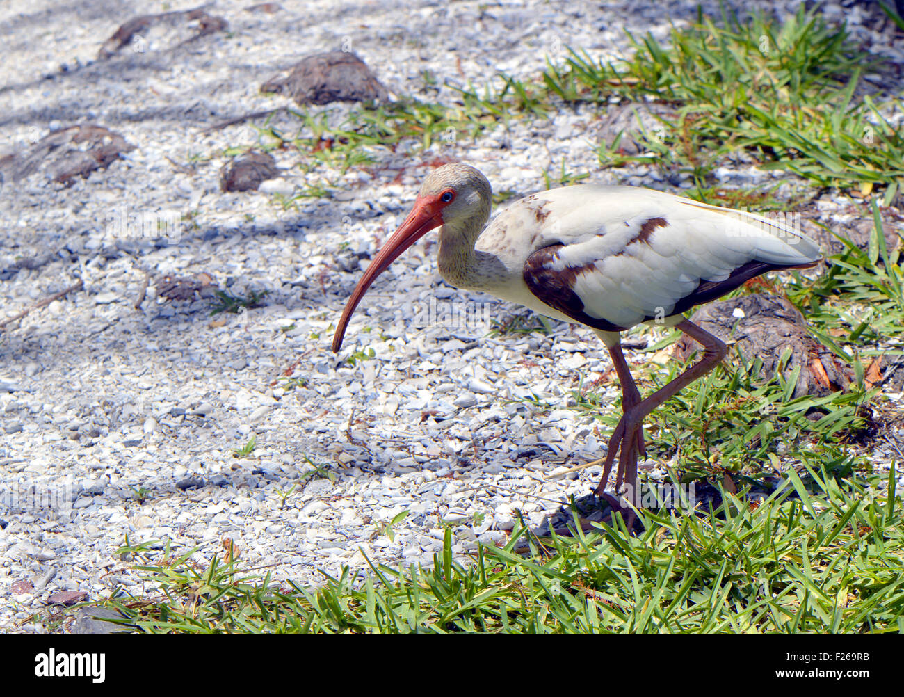 White winged ibis hi-res stock photography and images - Alamy