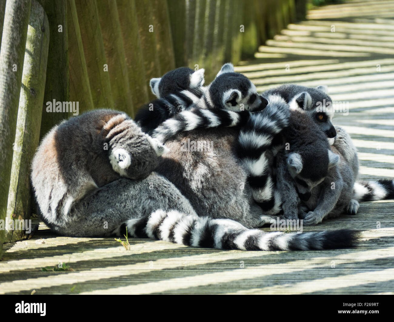A group of ring-tailed lemurs huddled together in the sun Stock Photo ...