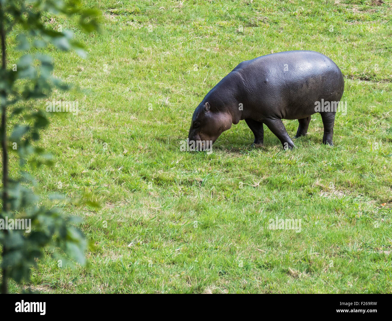 Pygmy hippo hi-res stock photography and images - Alamy