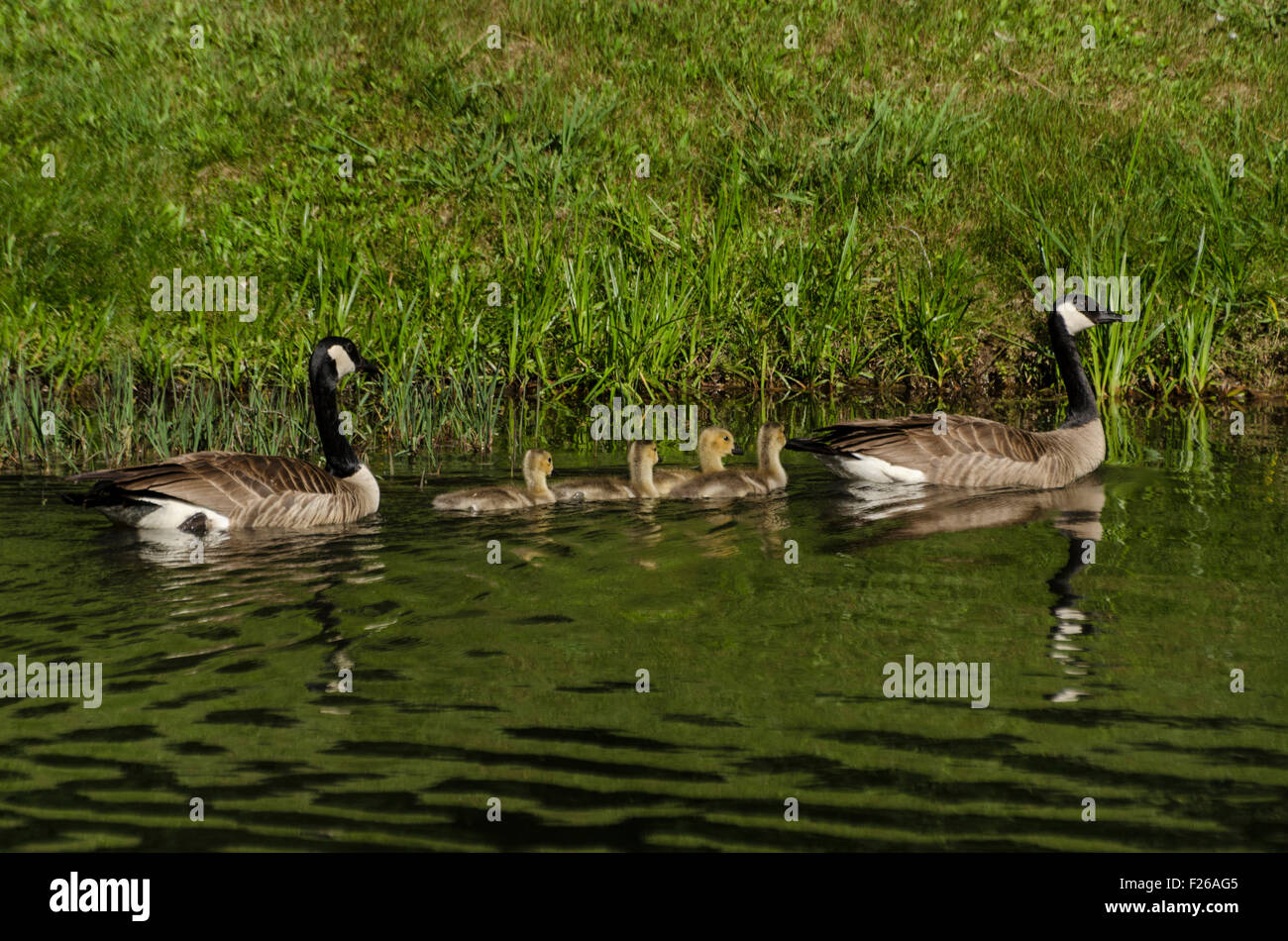 Male female geese hi-res stock photography and images - Alamy