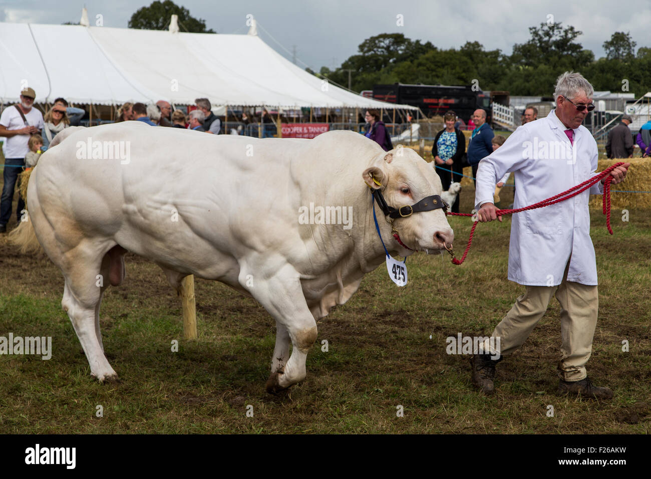Frome cheese show hi-res stock photography and images - Alamy