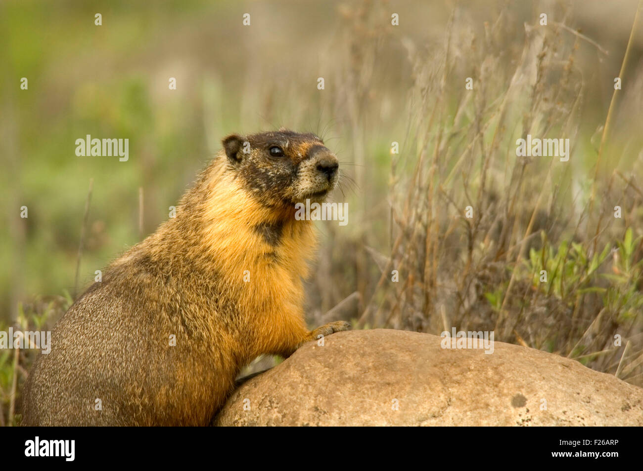 Yellow-bellied marmot (Marmota flaviventris), Pearrygin Lake State Park ...