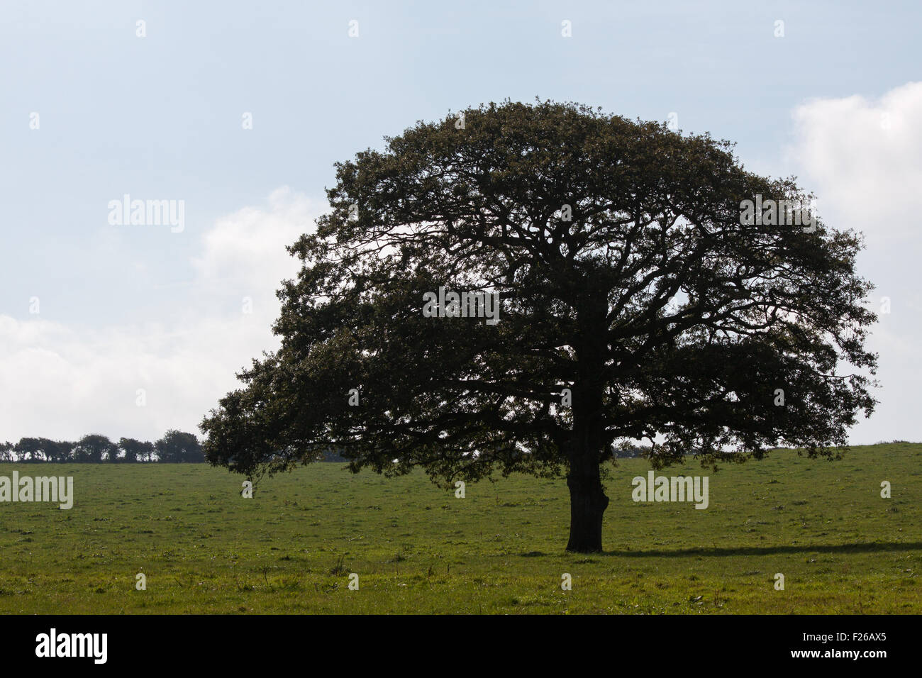 Oak tree and field Stock Photo - Alamy