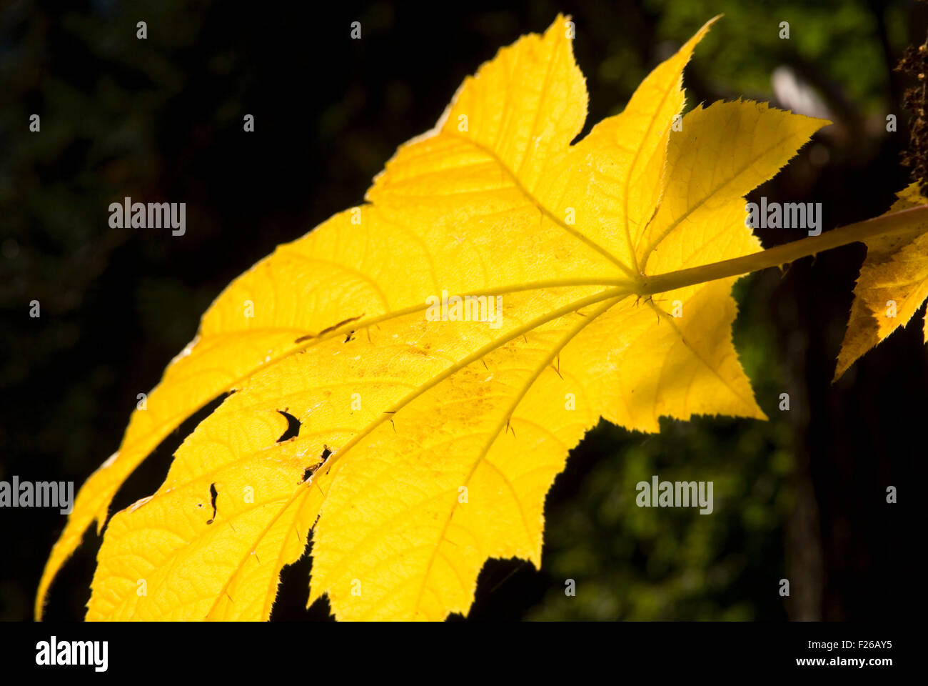 Devils walking stick hi-res stock photography and images - Alamy
