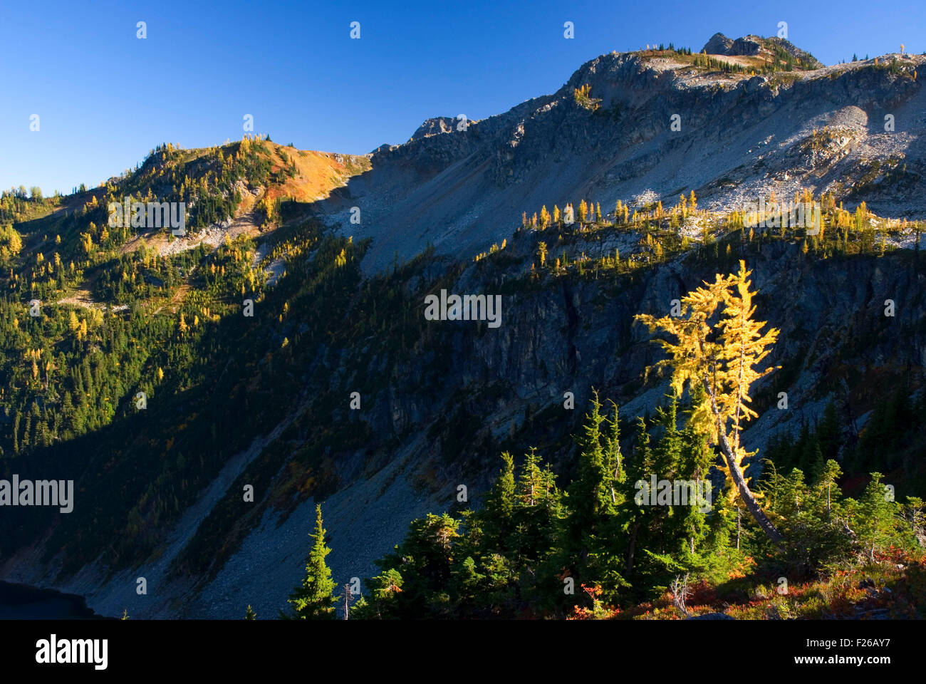 Larch near Maple Pass, Okanogan National Forest, Washington Stock Photo ...