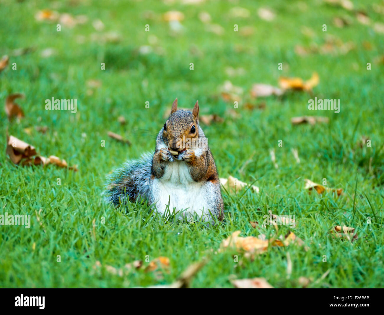Squirrel tail grass hi-res stock photography and images - Alamy