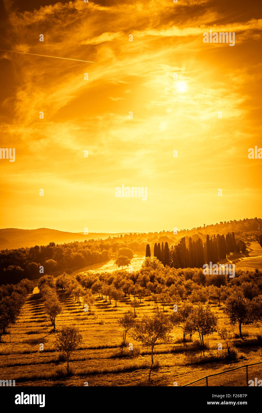 Gold sky over olive field in Tuscany Stock Photo - Alamy
