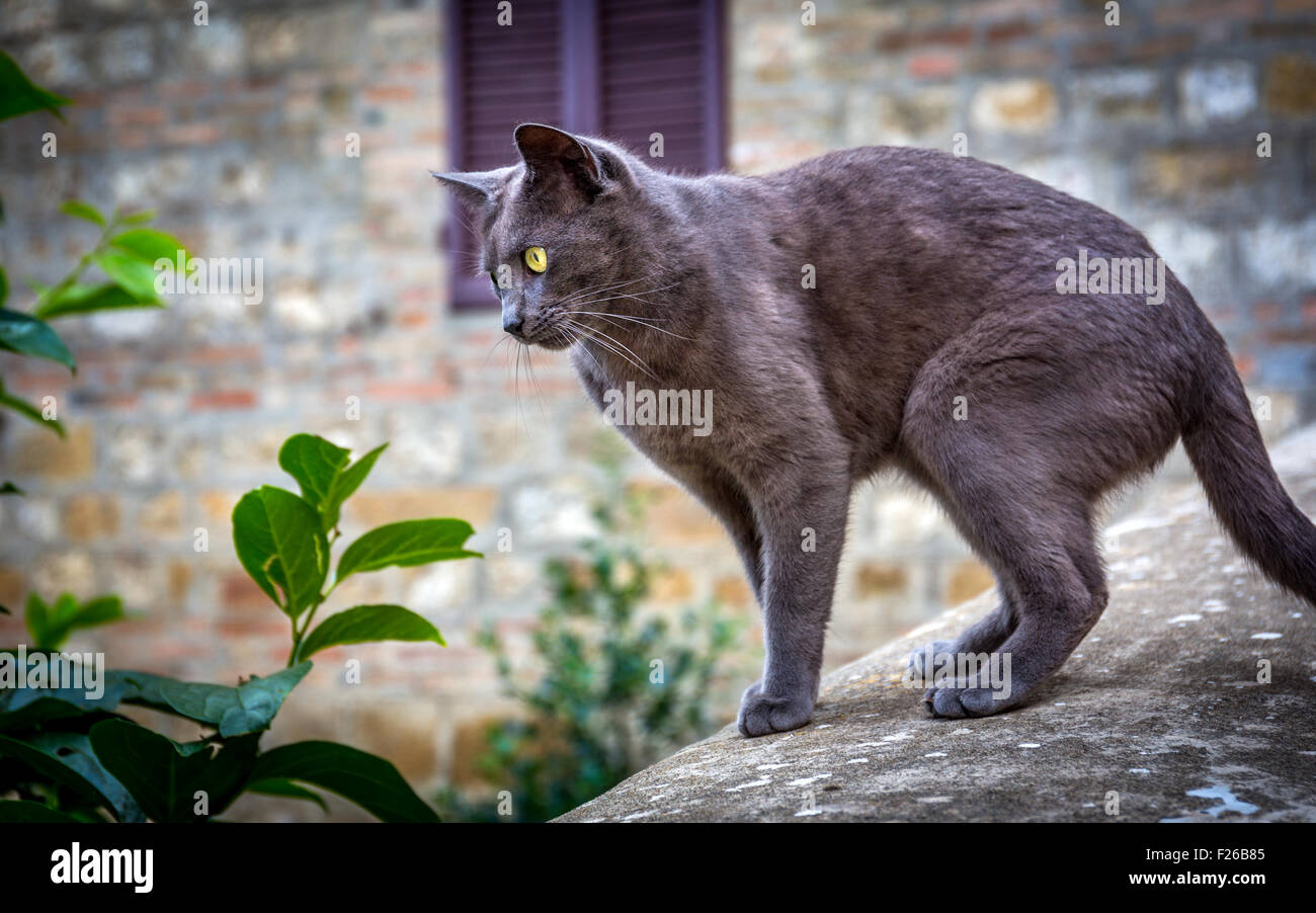 Beautiful domestic cat with amazing bright eyes Stock Photo - Alamy