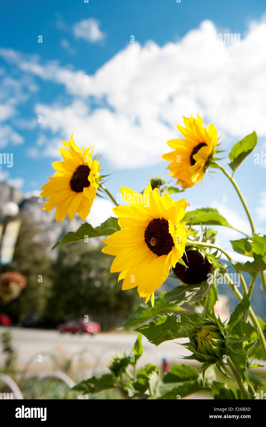 Sun Flowers in a community garden Stock Photo - Alamy