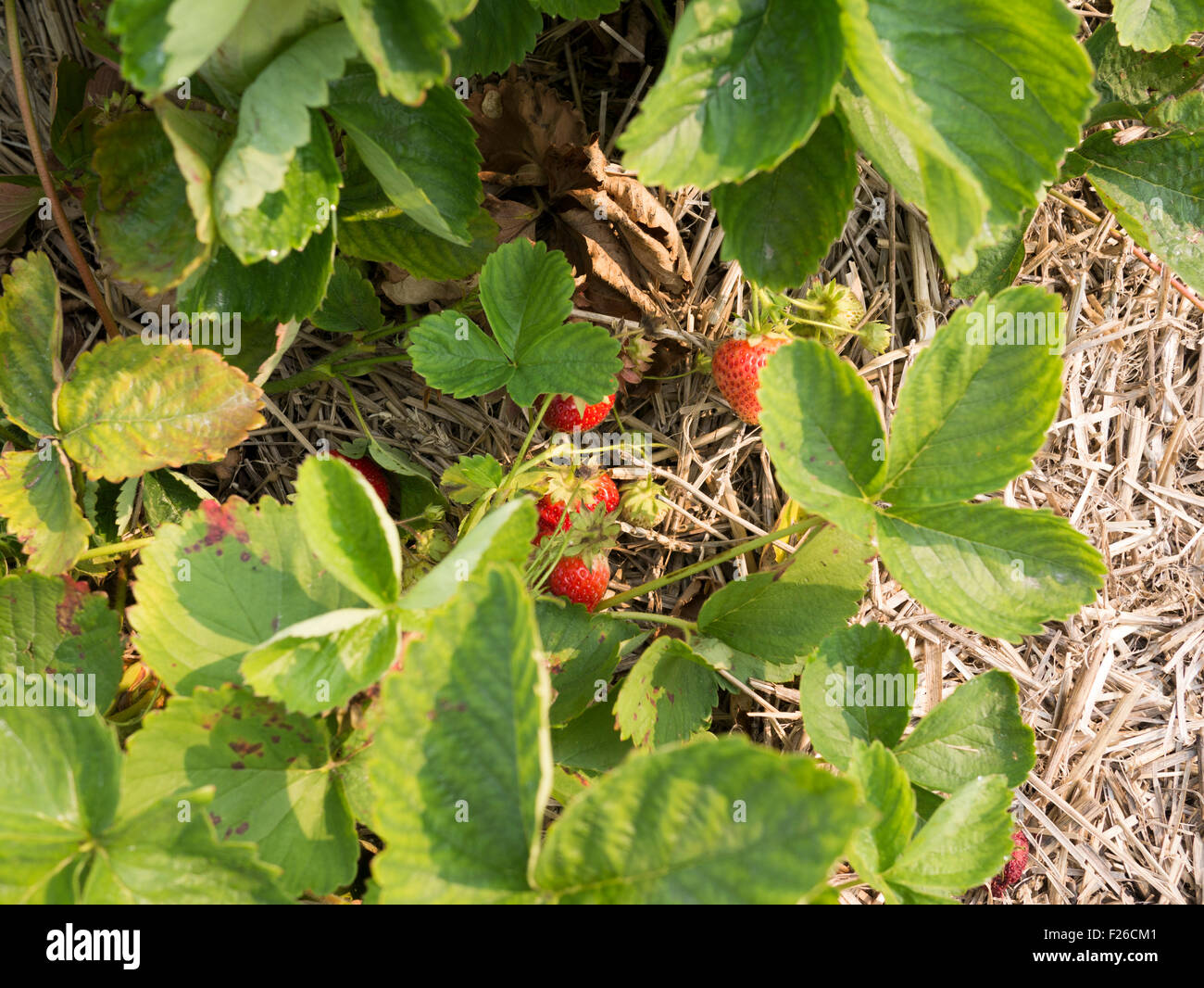 Close up of strawberries in strawberry fields Stock Photo - Alamy