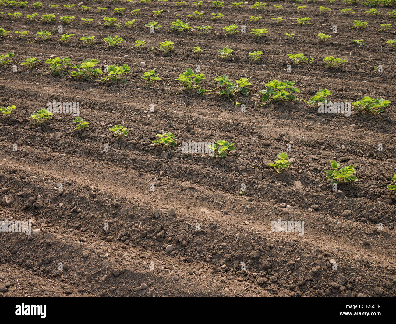 Strawberry seedlings fields Stock Photo - Alamy
