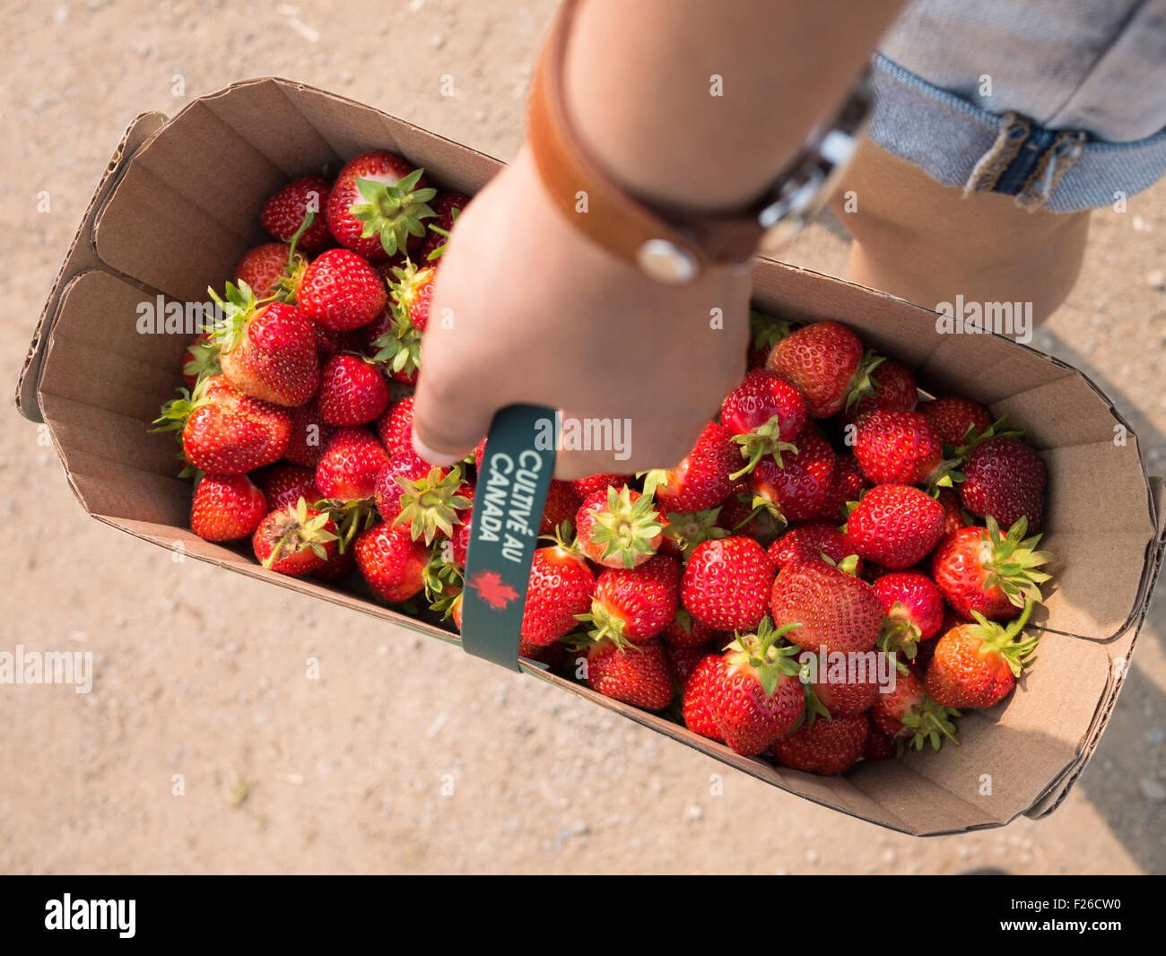 Strawberry farm pick your own woman hi-res stock photography and images ...