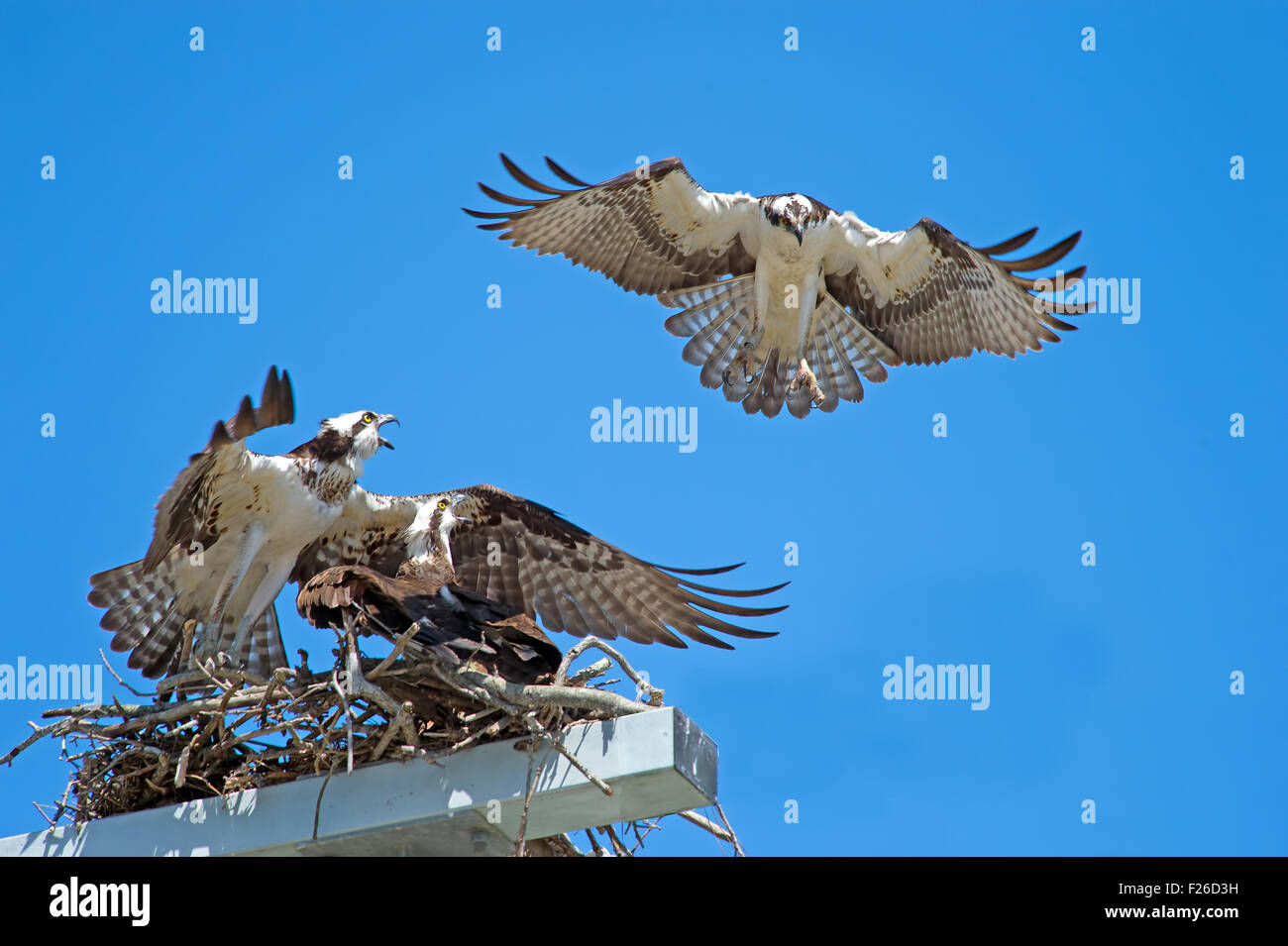Osprey fight hi-res stock photography and images - Alamy
