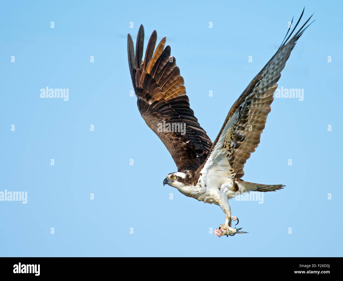 Headless fish hi-res stock photography and images - Alamy