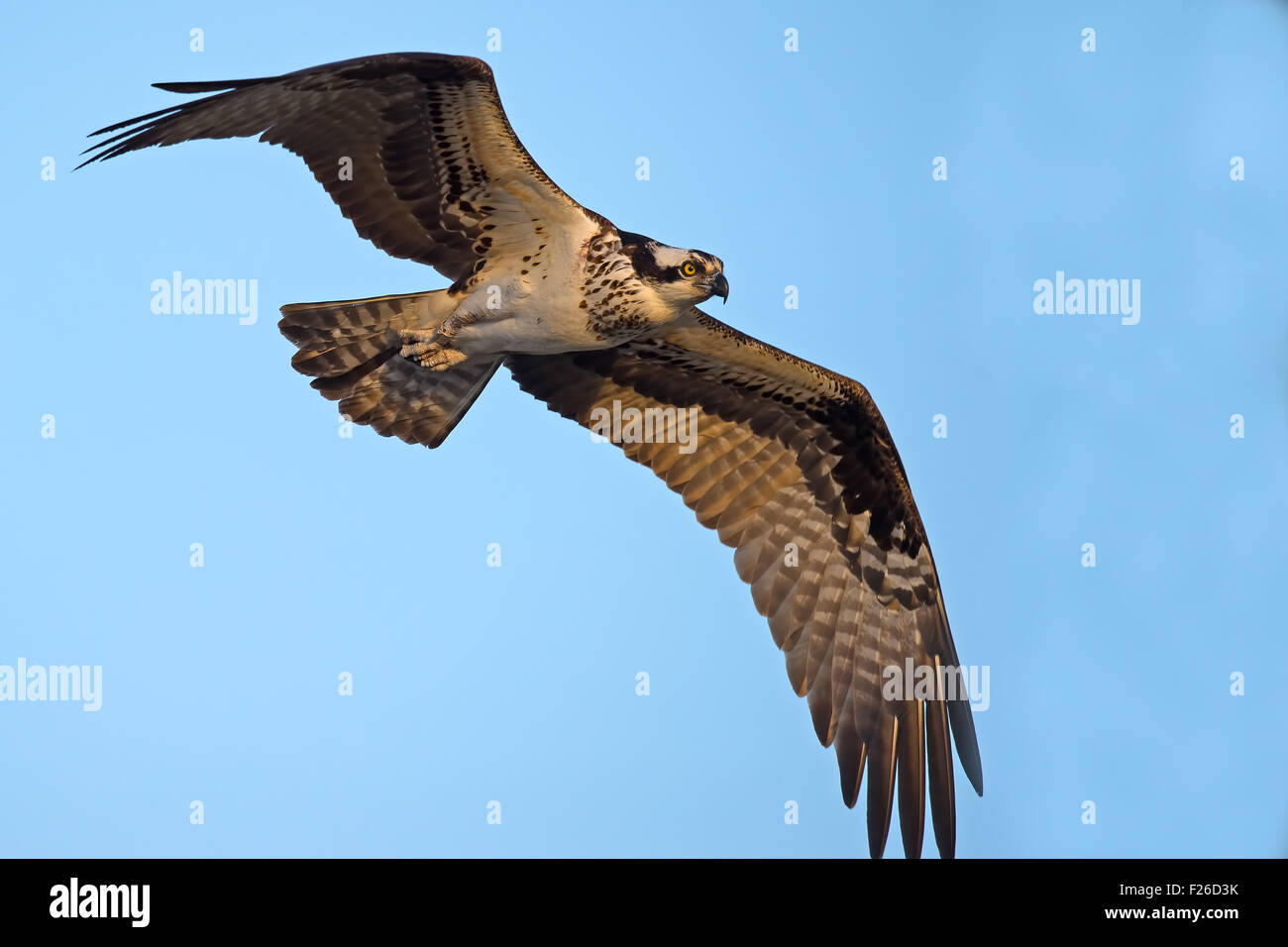 Osprey in Flight Stock Photo - Alamy