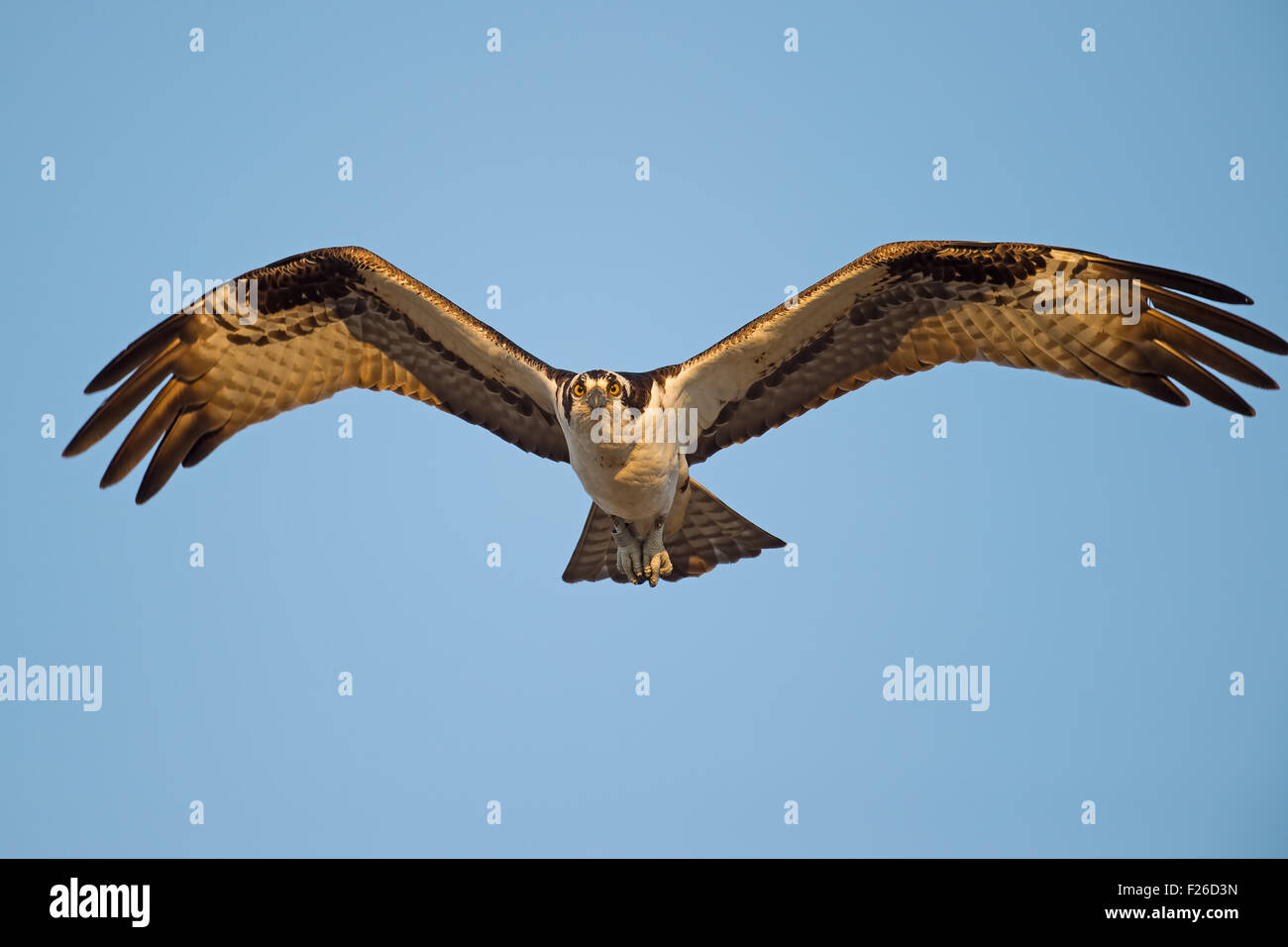 Osprey in Flight Stock Photo - Alamy