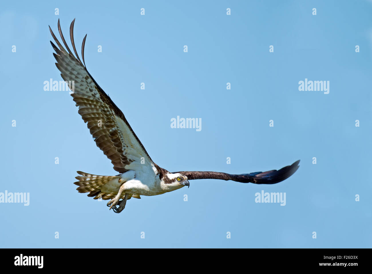 Osprey in Flight Stock Photo - Alamy