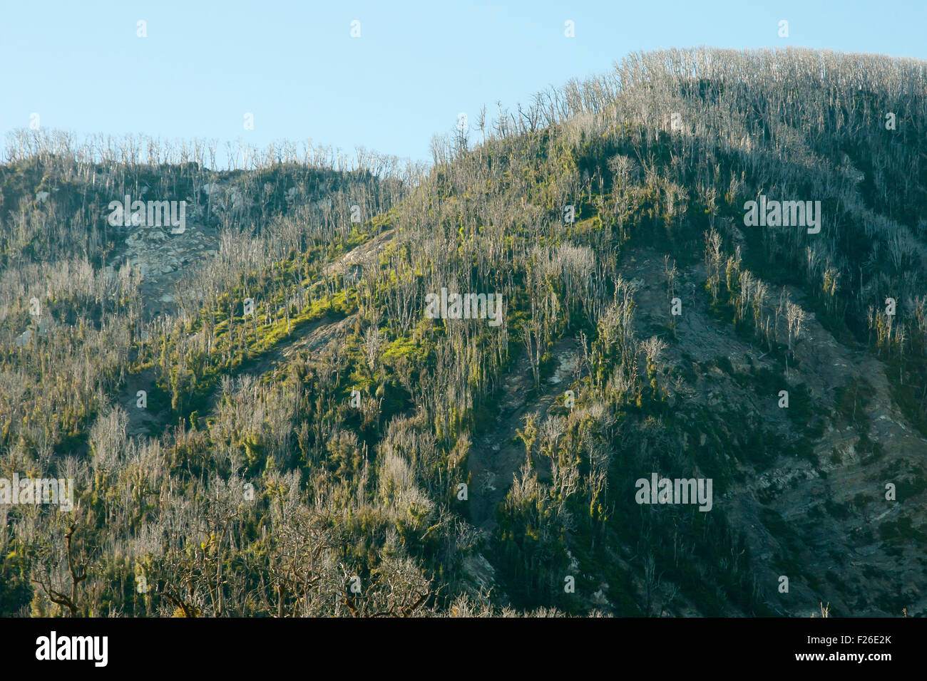 Dead Trees from Eruption of Chaiten Volcano - Chile Stock Photo - Alamy