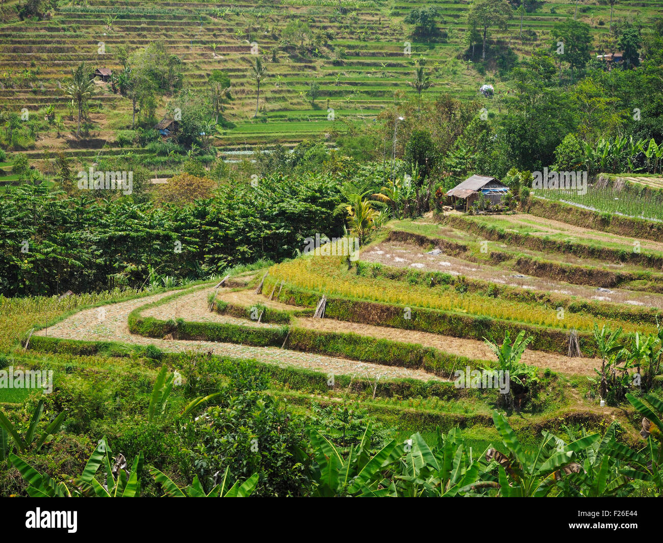 Terraced paddy field hi-res stock photography and images - Alamy