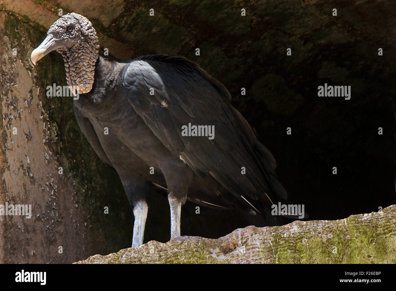 Dirty crow hi-res stock photography and images - Alamy