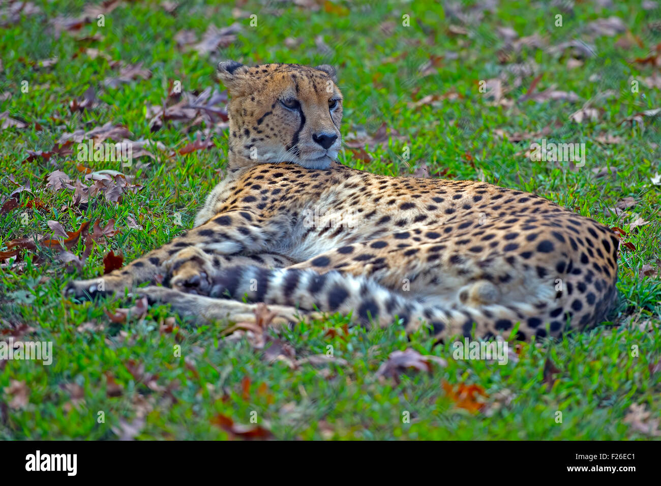 Cheetah jungle hi-res stock photography and images - Alamy