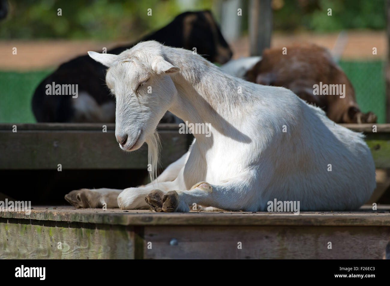 Sleeping goat hi-res stock photography and images - Alamy