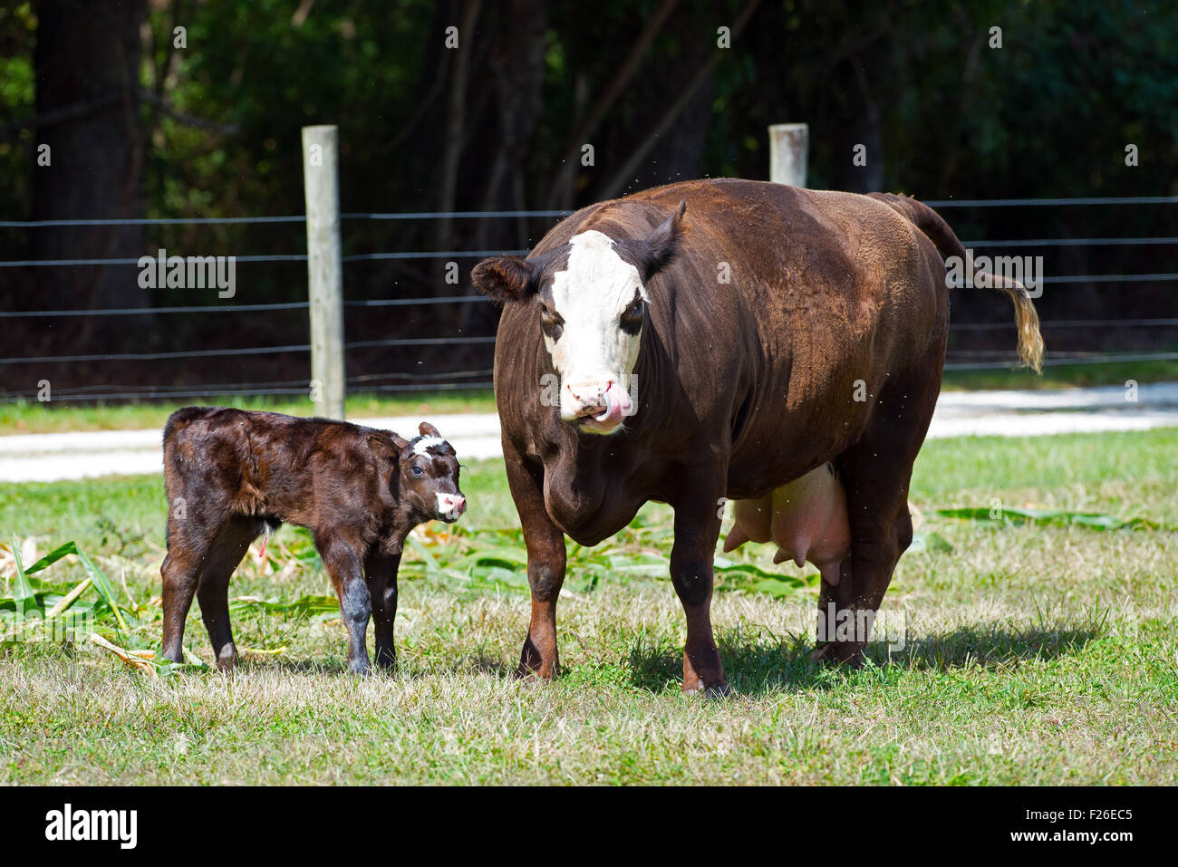 Cow and Newborn Calf Stock Photo - Alamy