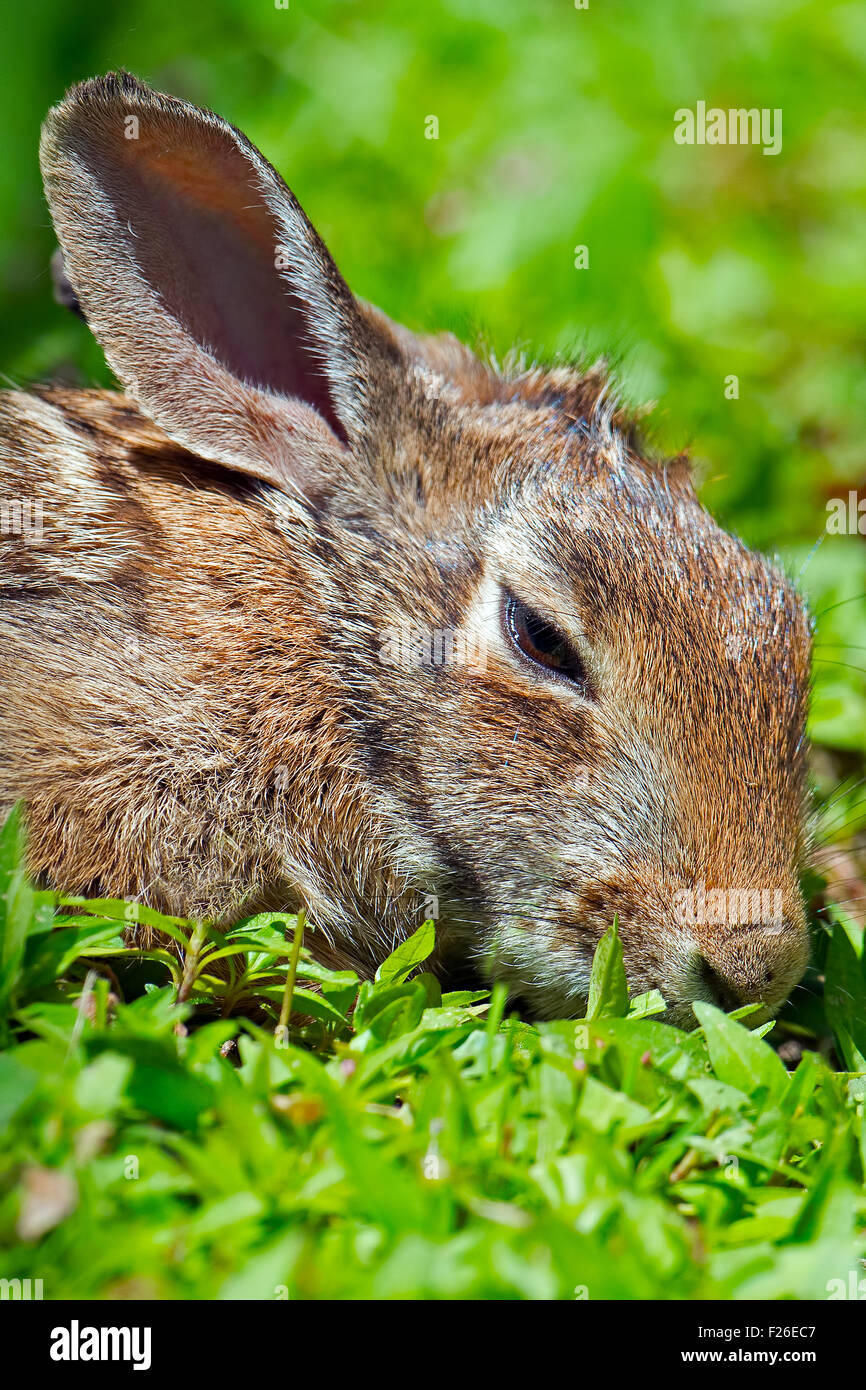 Cottontail hi-res stock photography and images - Alamy