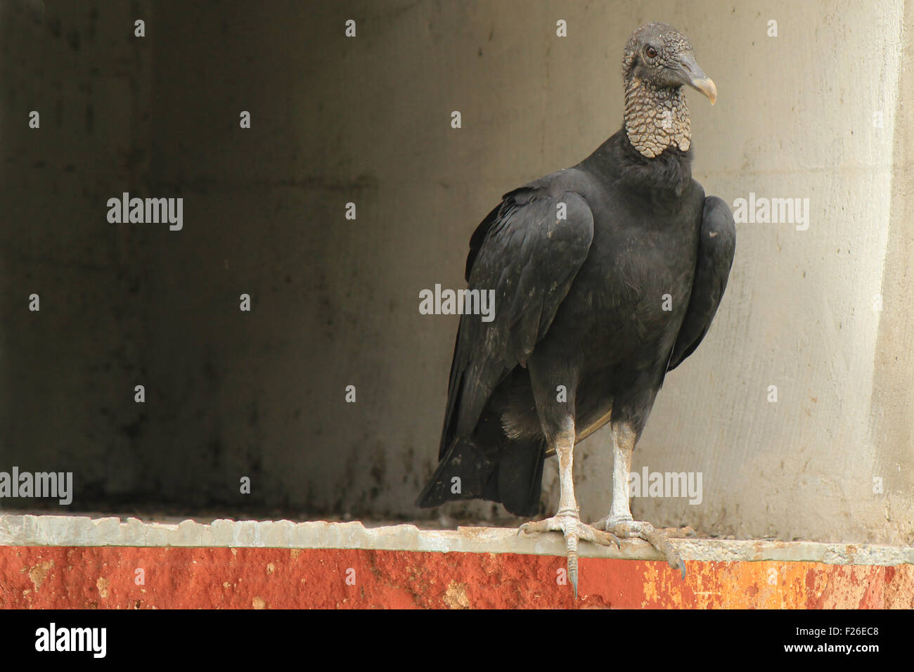 Dirty crow hi-res stock photography and images - Alamy