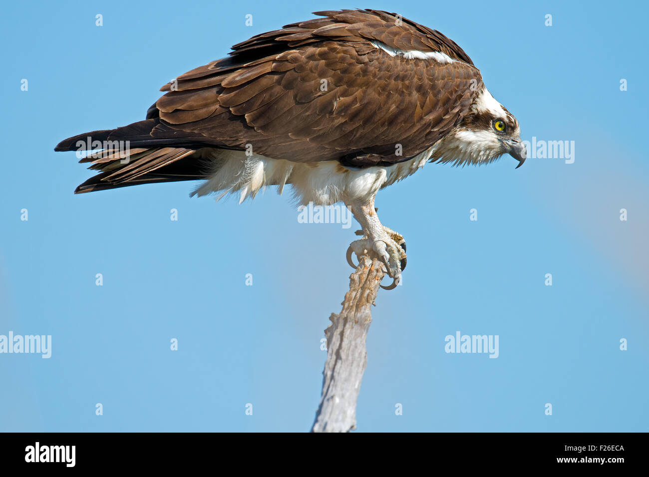 Osprey standing hi-res stock photography and images - Alamy