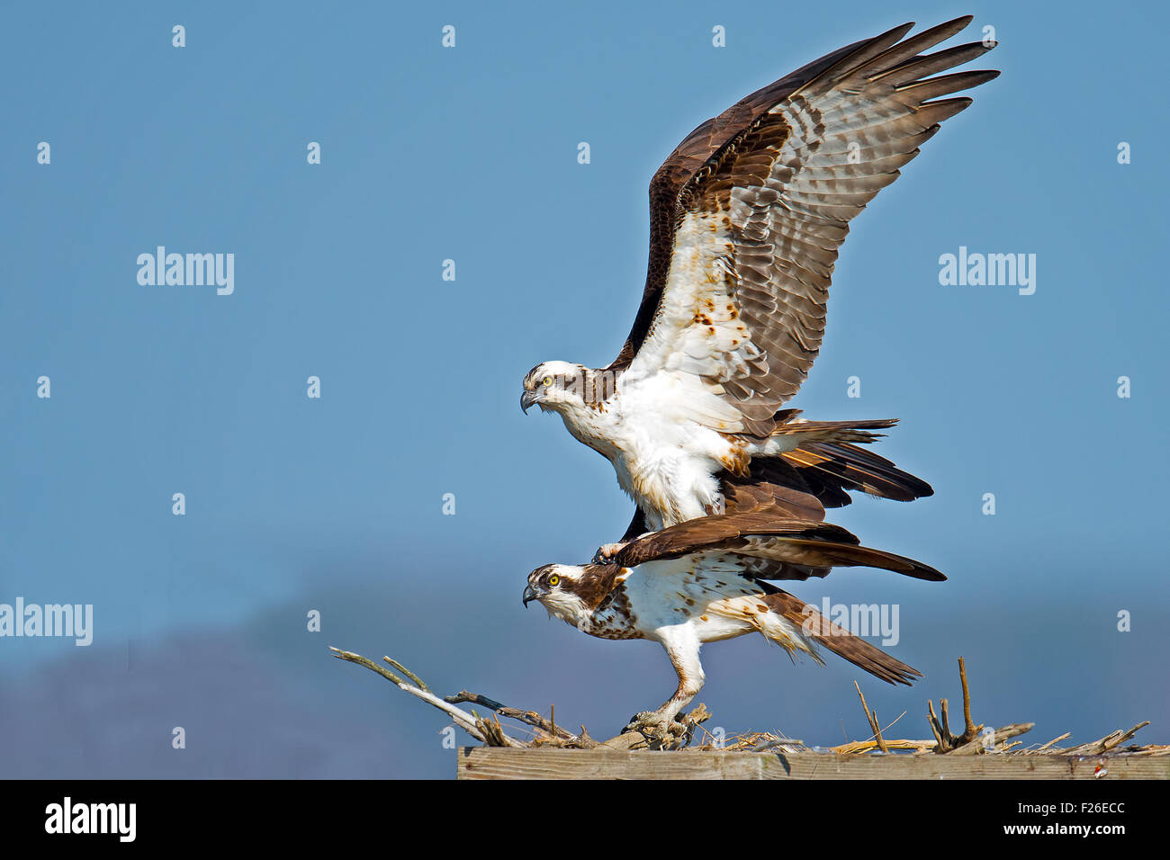 Ospreys hi-res stock photography and images - Alamy