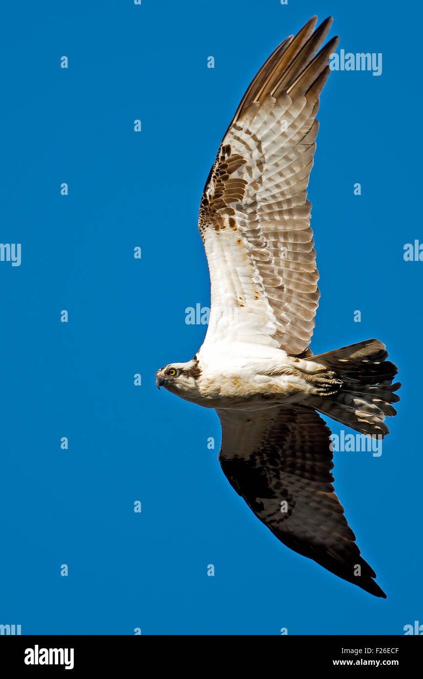 Osprey in Flight Stock Photo - Alamy