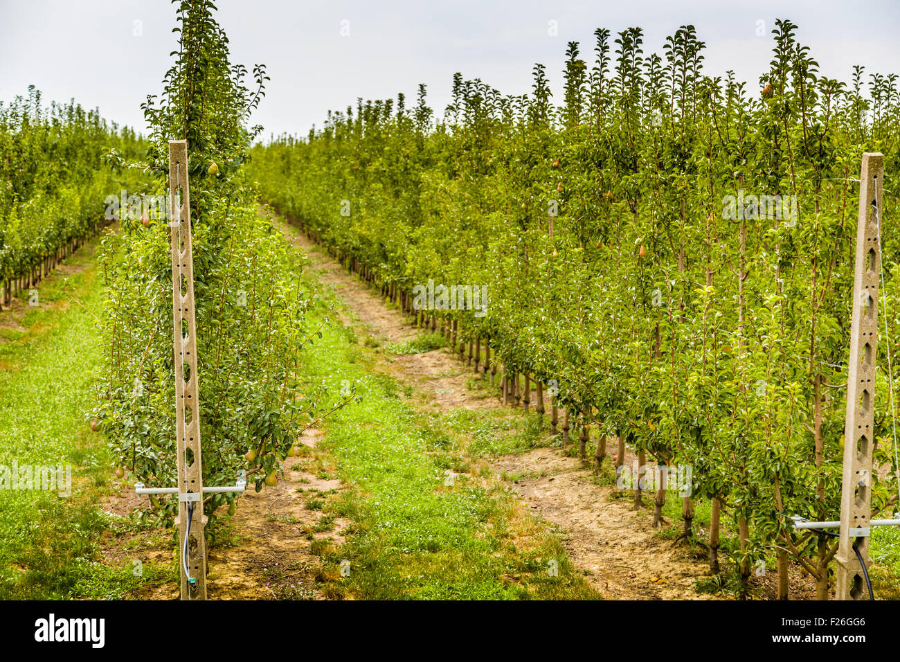 rows of pear trees grown according to the principles of modern ...