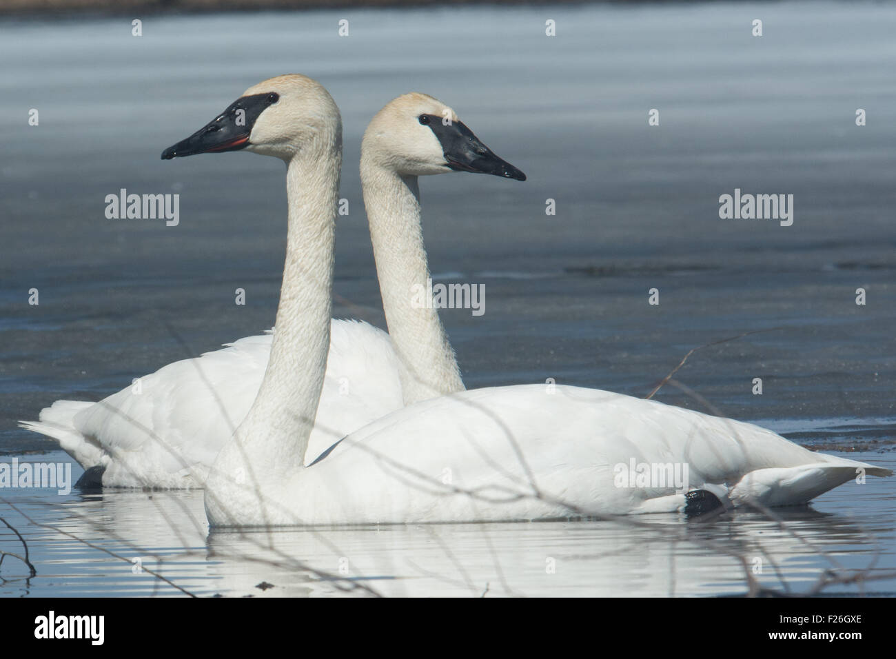 A pair of swans make use of a small stretch of open water on an icy ...