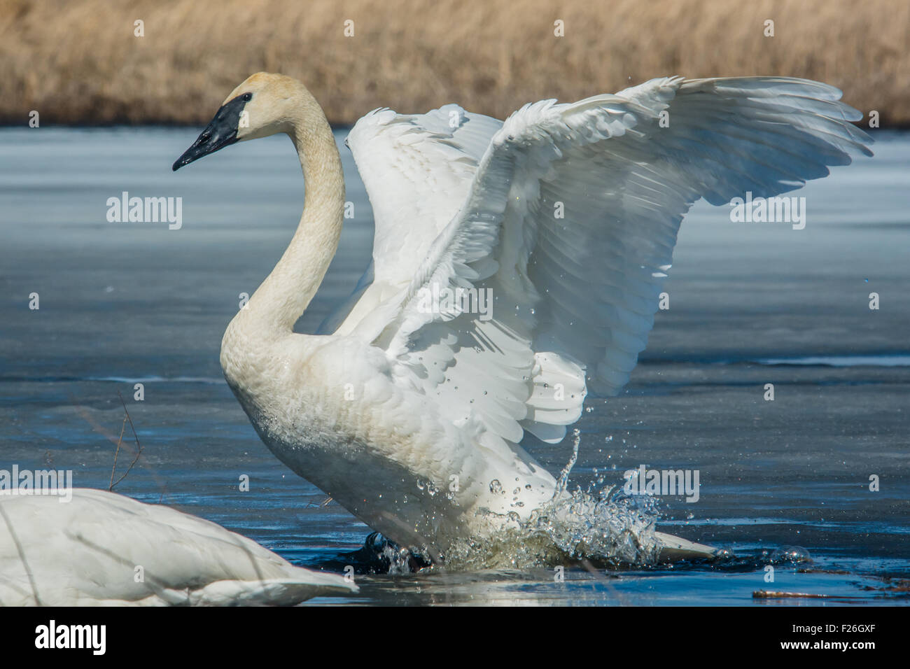 A pair of swans make use of a small stretch of open water on an icy ...