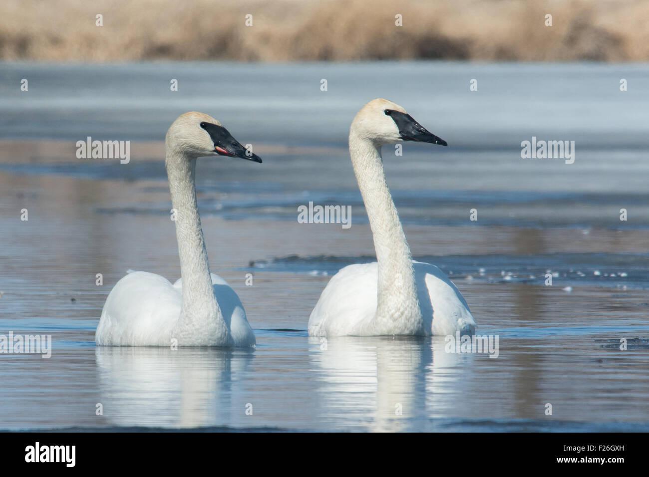 A pair of swans make use of a small stretch of open water on an icy ...