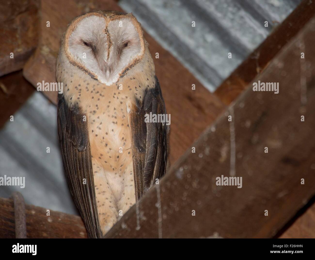 Roseburg, Oregon, USA. 12th Sep, 2015. An adult barn owl sleeps in the ...