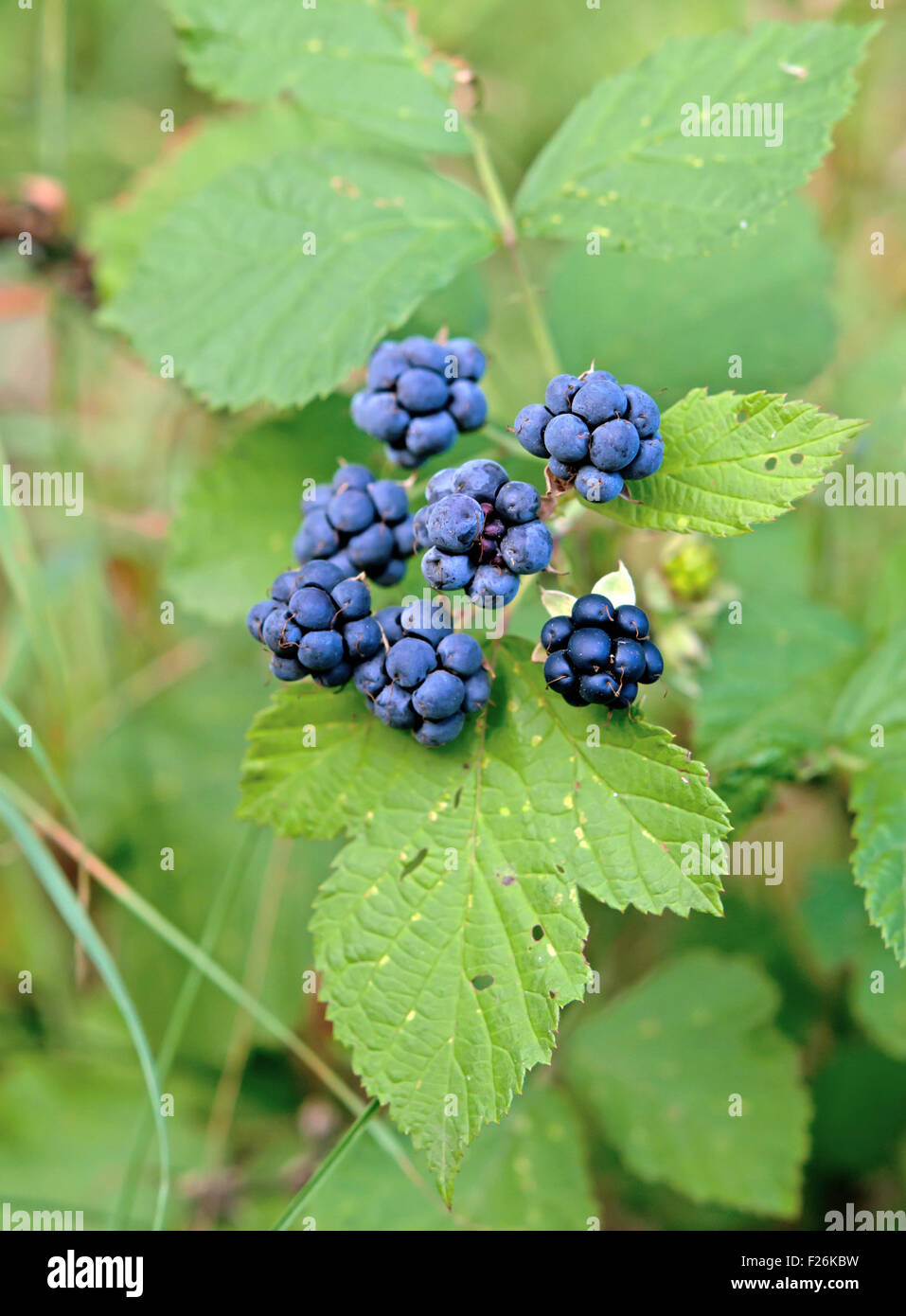 Cloud berries hi-res stock photography and images - Alamy
