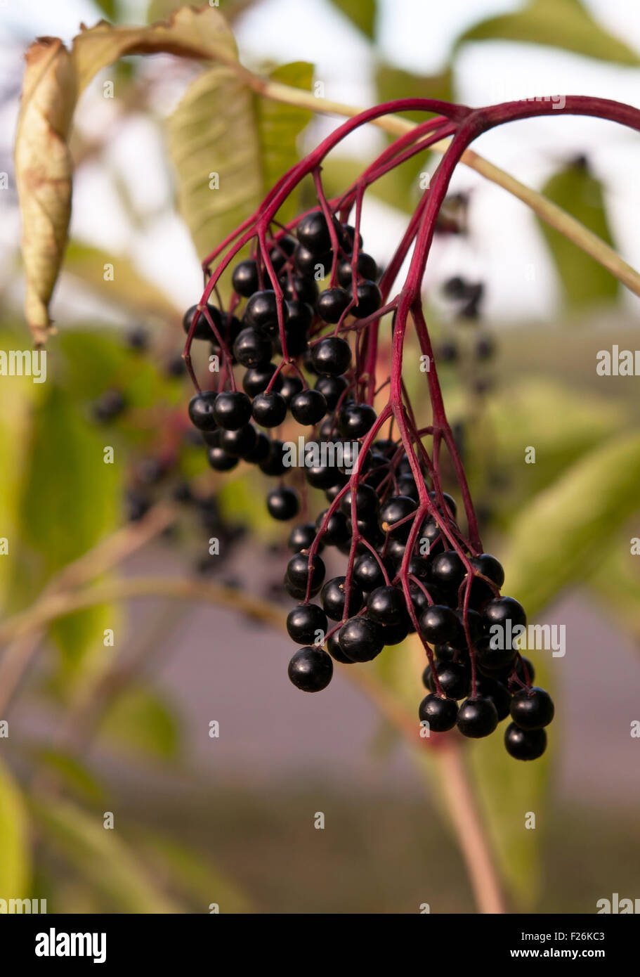 a daphne close up Stock Photo - Alamy