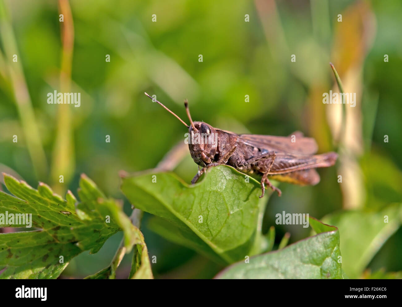Grasshopper jumping hi-res stock photography and images - Alamy