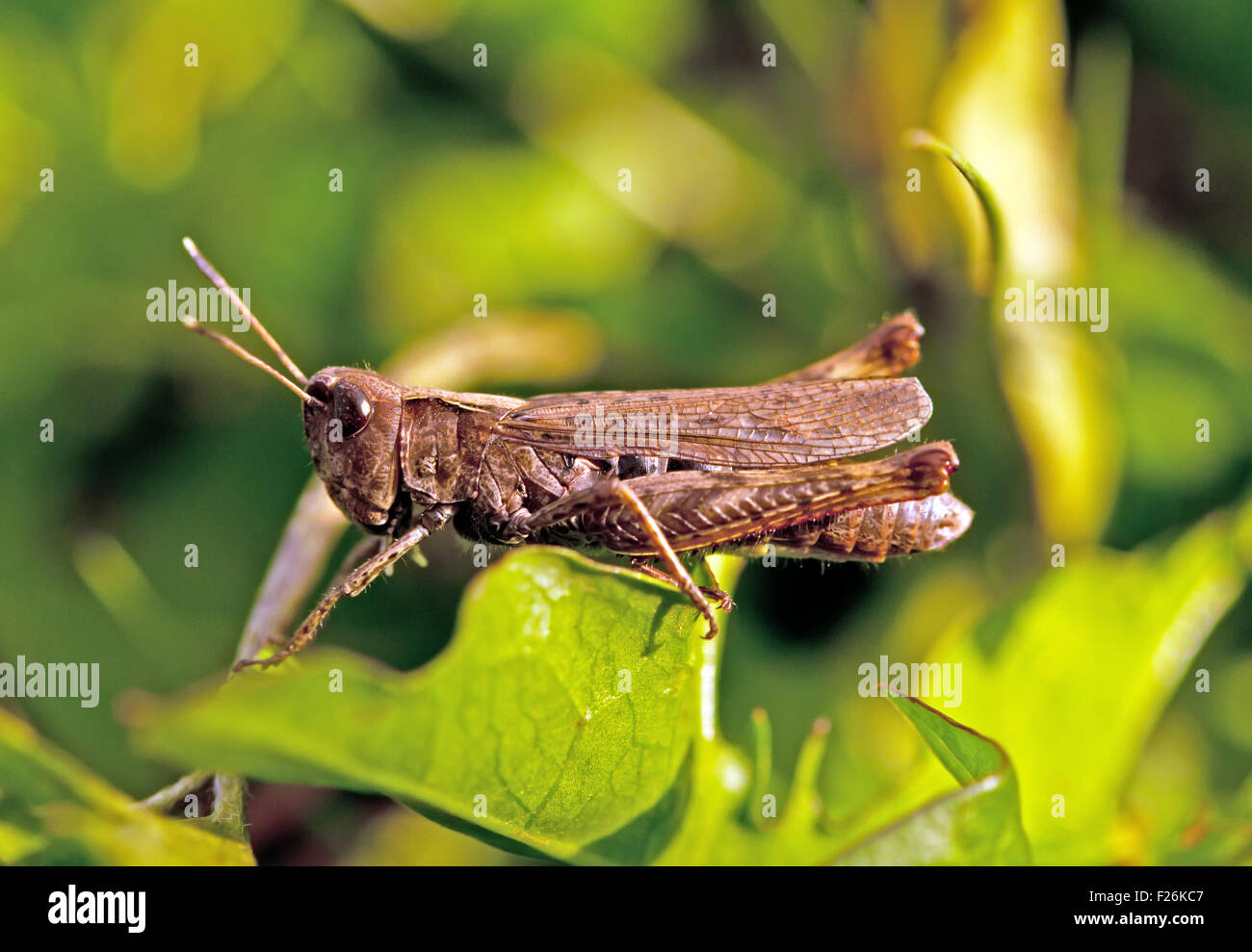 Grasshopper Jumping Mechanism