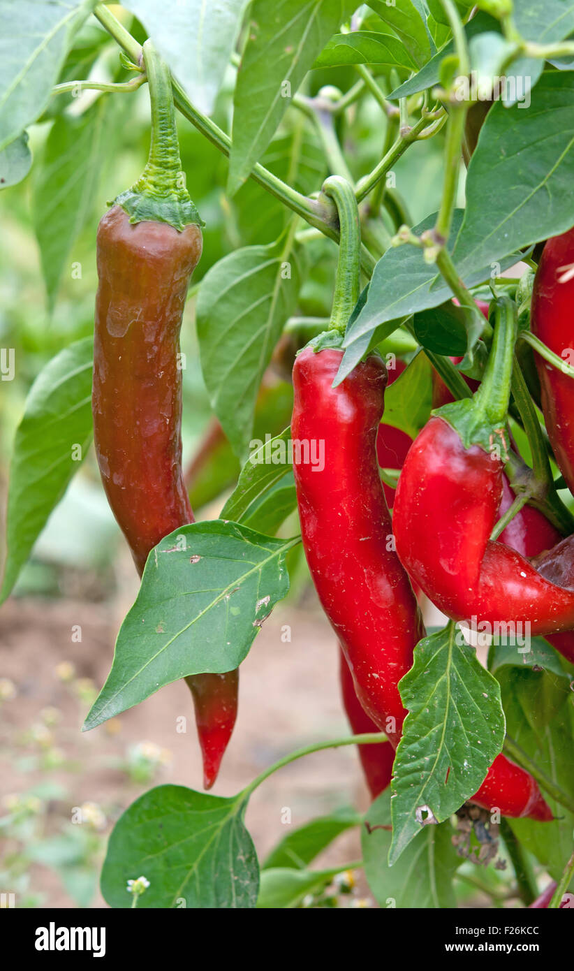 growing chili peppers. Close up Stock Photo - Alamy