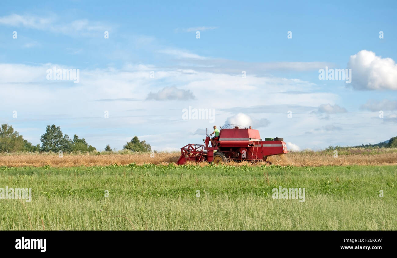 red working harvesting combine in the field of wheat Stock Photo - Alamy