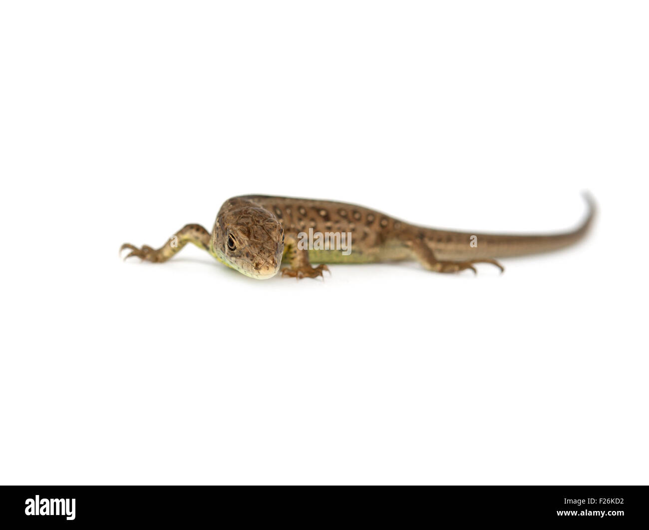 small lizard isolated on white Stock Photo - Alamy
