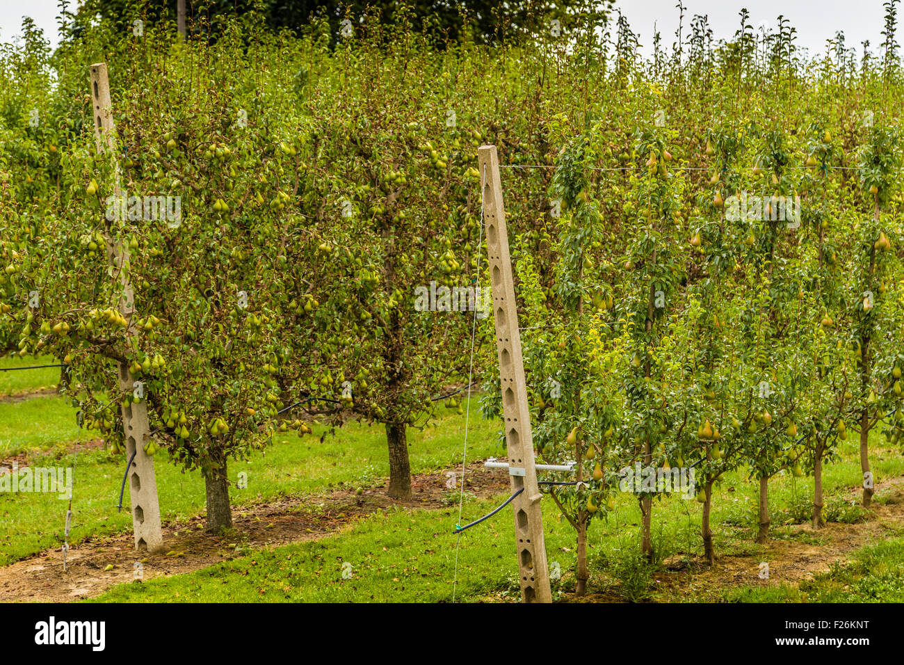 rows of pear trees grown according to the principles of modern ...